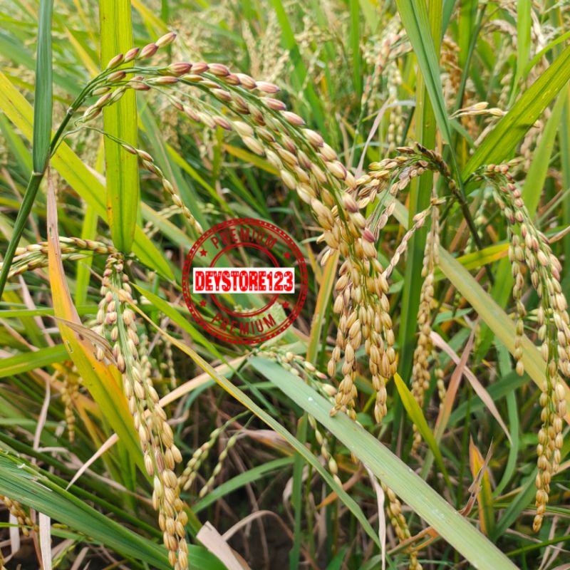 Jual Benih Padi putih Padi sawah Jenis Walen Umur pendek Per bungkus ...