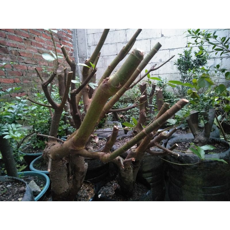 Jual bahan bonsai loa ficus racemosa buah tin | Shopee Indonesia