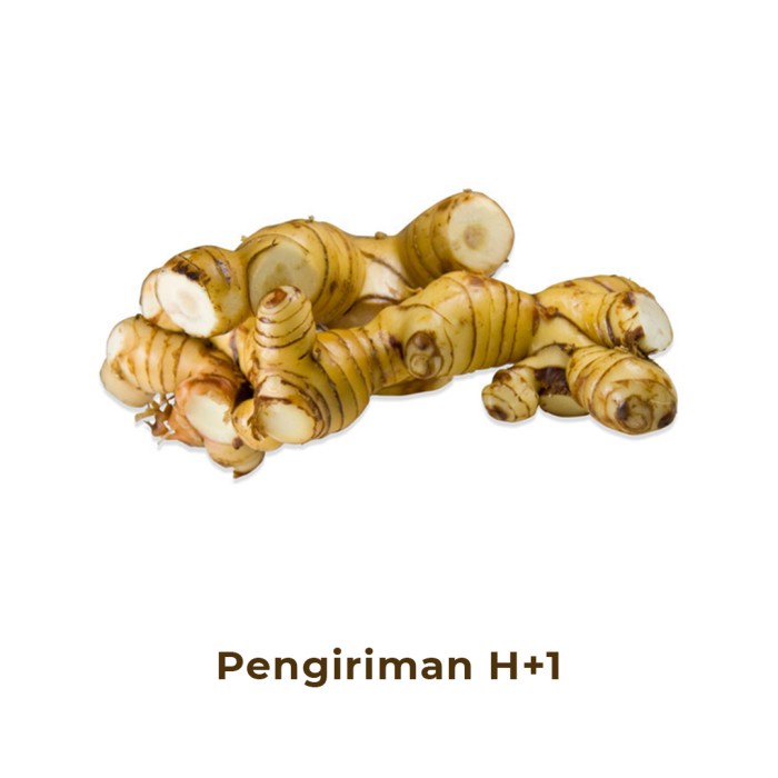 Jual Lengkuas - Galangal Fresh | Shopee Indonesia