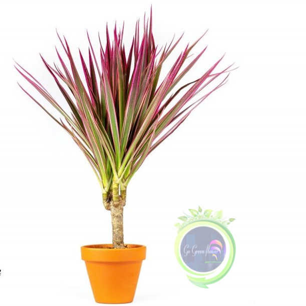 Jual TREE COLOUR Dracaena marginata dragon tree Tricolor dan Colorama ...