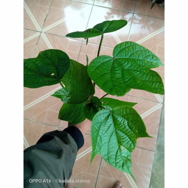 Jual BIBIT TANAMAN BUAH KLUWEK KEPAYANG PICUNG - BIBIT POHON PICUNG ...