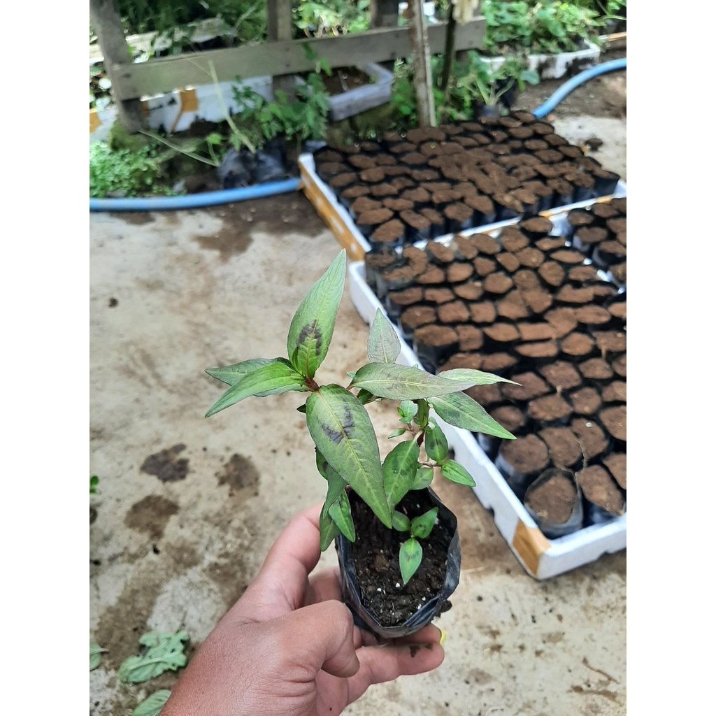 Jual DAUN LAKSA, DAUN KESUM, VIETNAM MINT, BIBIT MINT, TANAMAN MINT ...
