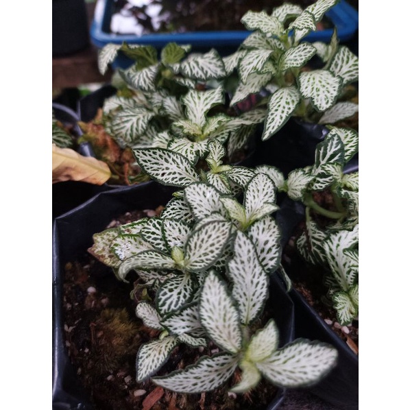 Jual Tanaman Fitonia White Flame Terrarium | Shopee Indonesia