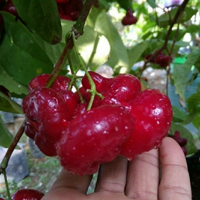 Jual KWALITAS TERBAIK Bibit Tanaman buah Jambu Air Kancing Merah/Putih ...