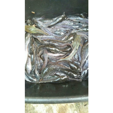 Jual Ikan lele segar 1kg | Shopee Indonesia
