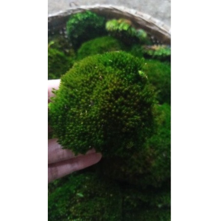 Jual lumut genting /lumut hias 2kg | Shopee Indonesia