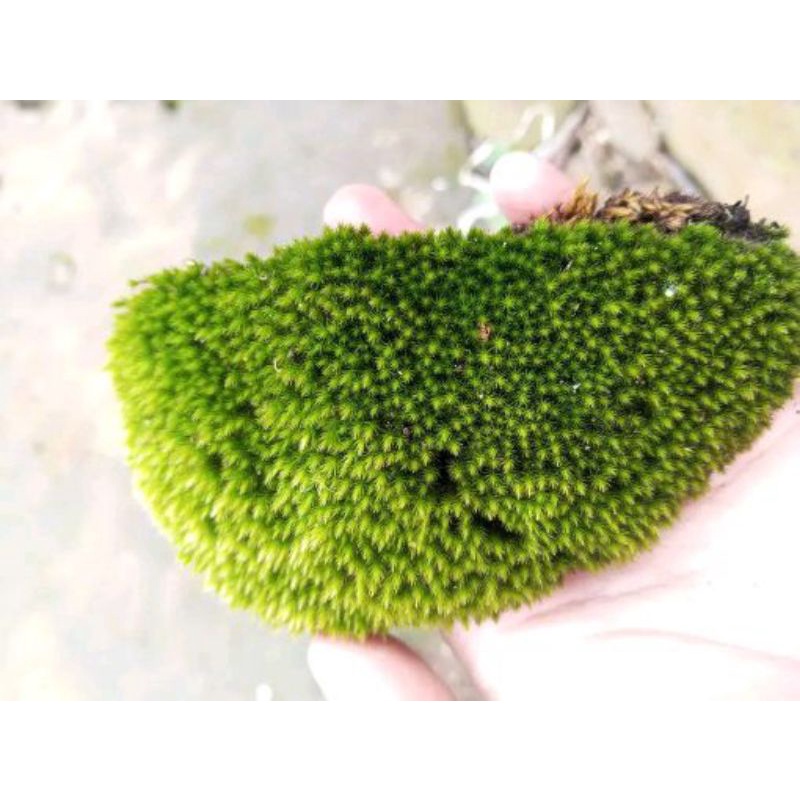 Jual lumut hidup 1 kg atau lumut bonsai atau lumut hias 1kg | Shopee ...