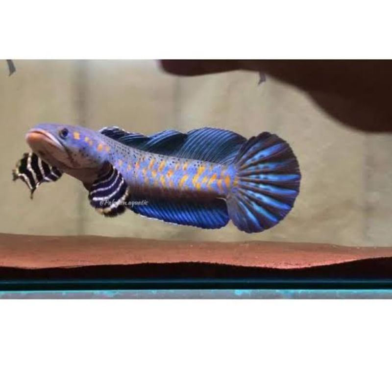 Jual ikan chana blue pulcra 7 8 9cm | Shopee Indonesia
