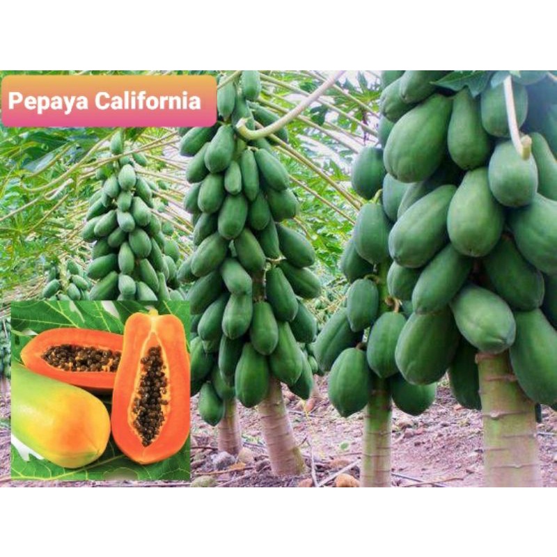 Jual Benih Pepaya California Super Manis| 20 Benih | Shopee Indonesia