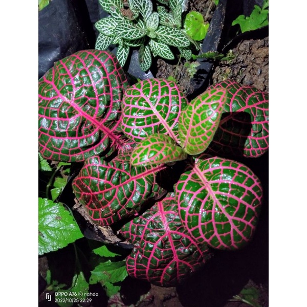 Jual PAKET FITONIA | Shopee Indonesia