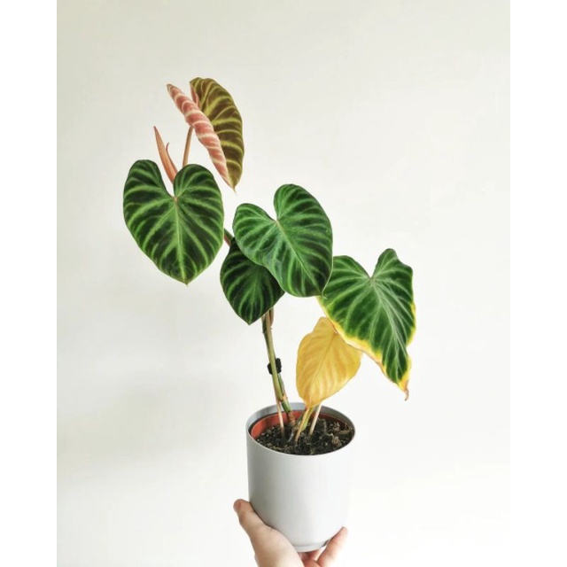 Jual Tanaman hias Philodendron Verrucosum / Philo veru / pilo verru ...