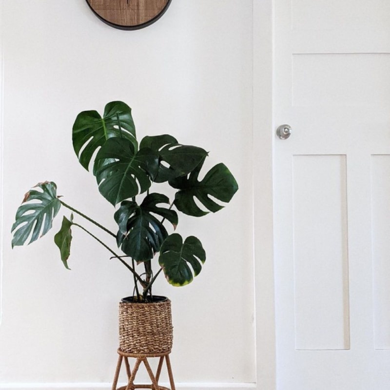 Jual Monstera Delicosa Borsigiana | Sweet Cheese Plants | Decorating ...