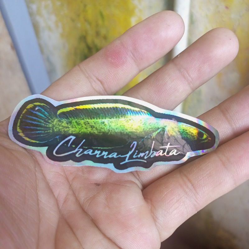 Jual Stiker ikan Channa/stiker Chana Ys/stiker Chana pulcra/stiker ...