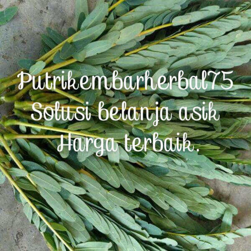 Jual daun Turi segar 100 gr bunga merah dan putih ready | Shopee Indonesia