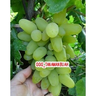 Jual Bibit Anggur Harold Import Asli Grafting super cepat berbuah ...