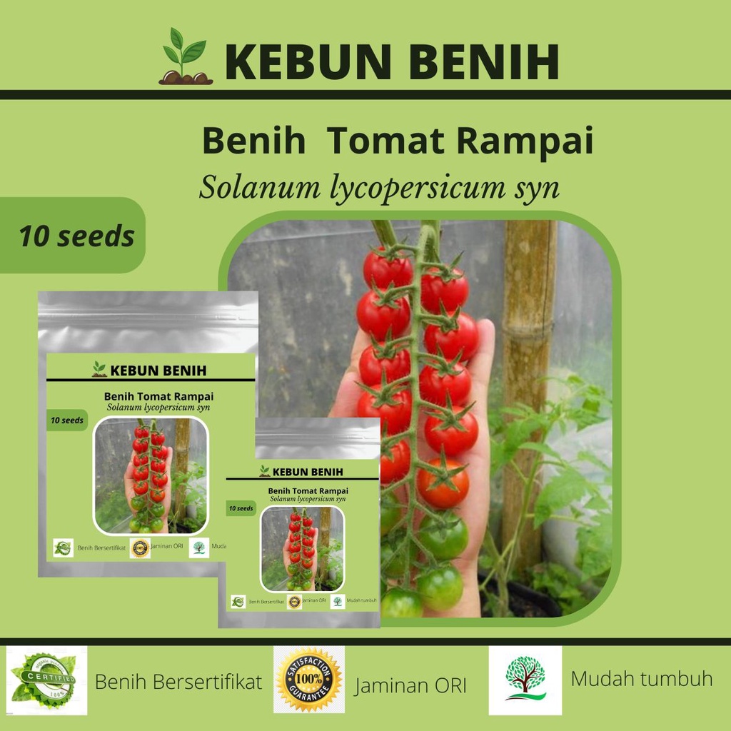 Jual Benih Tanaman Tomat Rampai/ Benih Tomat Chung/ Benih Tomat Rempai ...