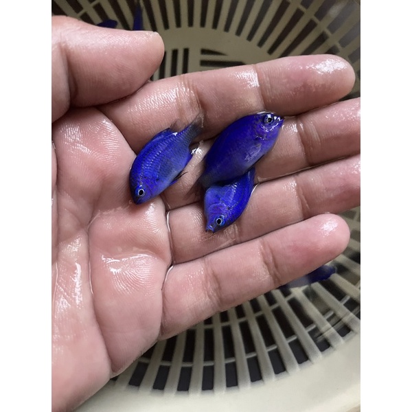 Jual Ikan Hias Laut | Betok Biru | Blue Devil Damsefish | Shopee Indonesia