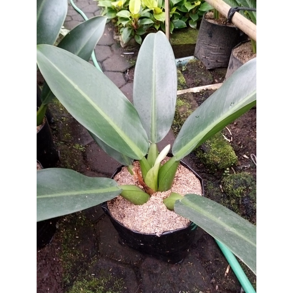 Jual Tanaman Hidup Bunga Hias Jenis Pilo Katak Tanaman Bunga Pot ...