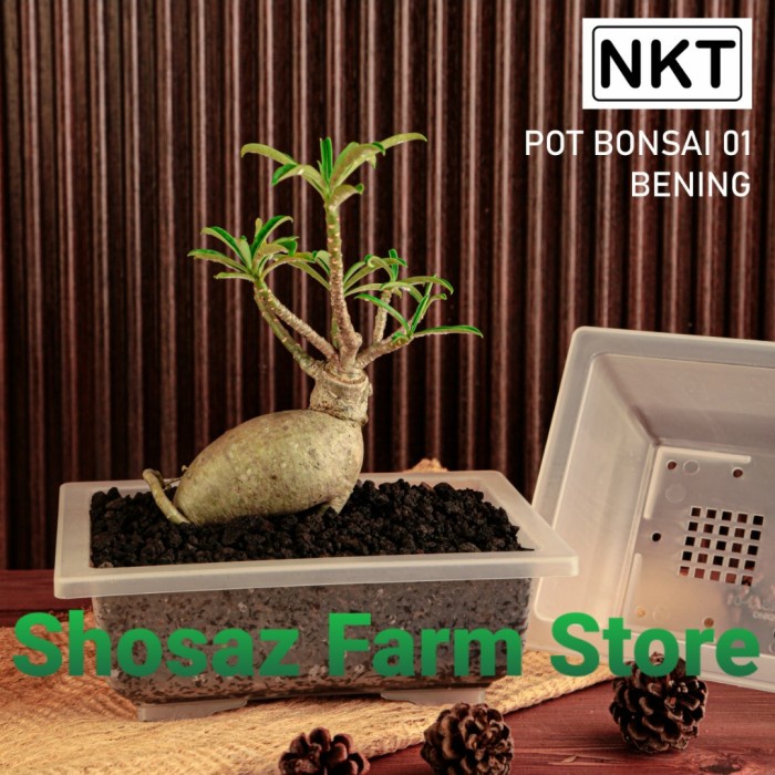 Jual POT BUNGA CEPER ADENIUM NKT BONSAI 01 BENING TRANSPARAN | Shopee ...