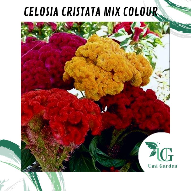 Jual 50 Biji Benih Bunga Jengger Ayam Celosia Cristata Koral Mix Colour ...