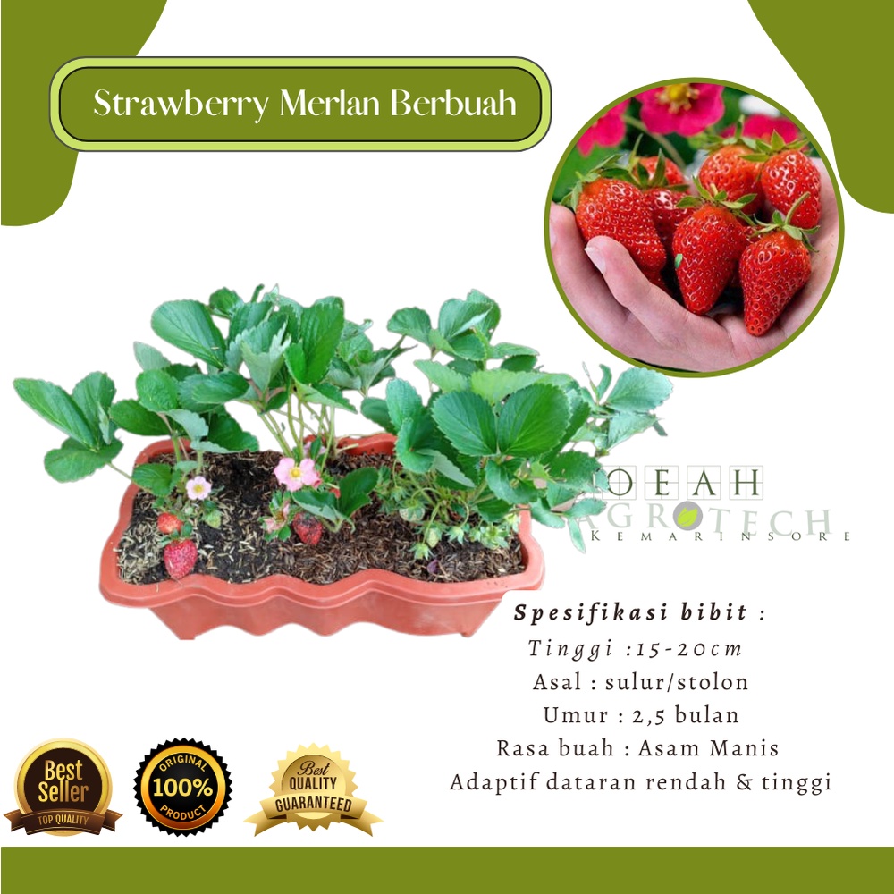 Jual Bibit Tanaman Buah Strawberry Merlan Berbuah Kondisi Rimbun ...