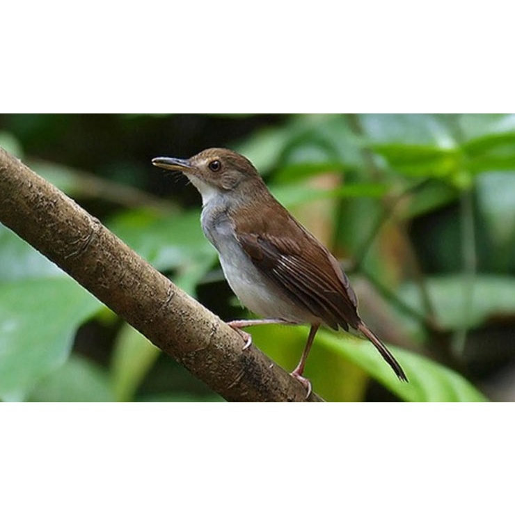 Jual Burung pelanduk semak | Shopee Indonesia