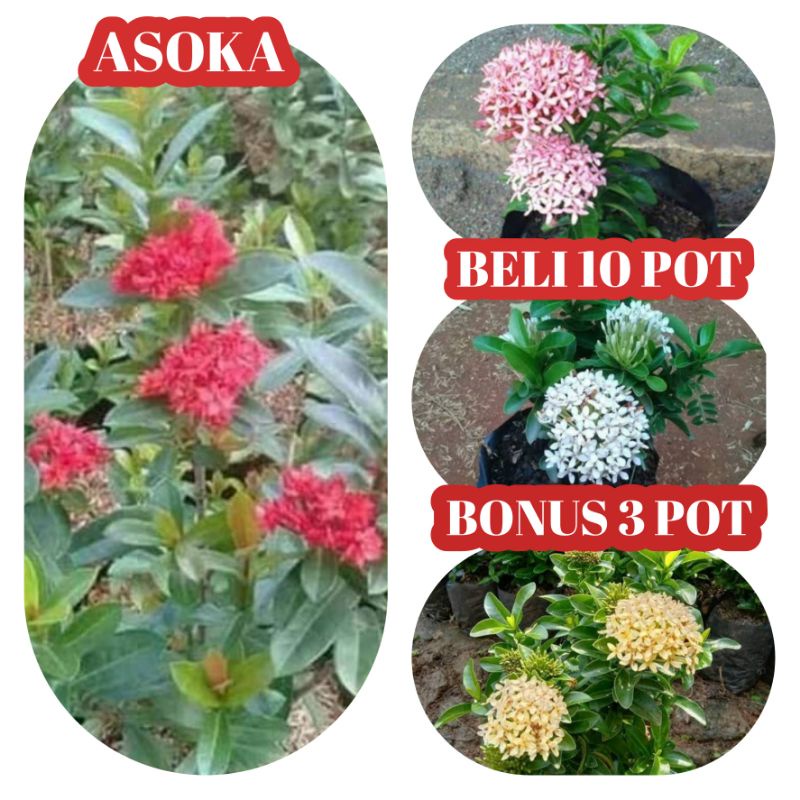 Jual BUNGA ASOKA DAUN MINI | Shopee Indonesia