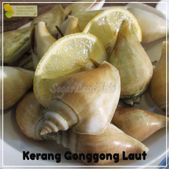 Jual Seafood Gonggong Segar Keong Laut Gonggong Fresh 1Kg | Shopee ...