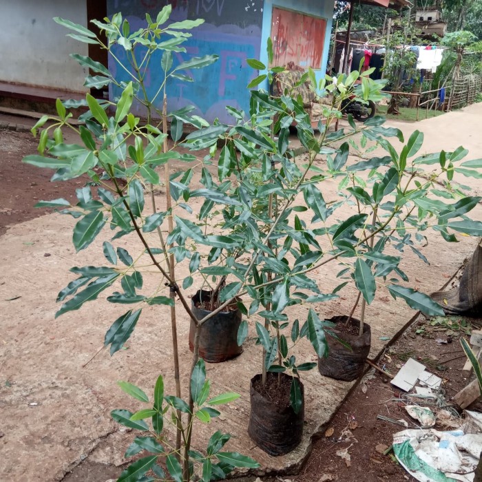 Jual Pohon Hias Tabebuya Bunga Pink | Shopee Indonesia
