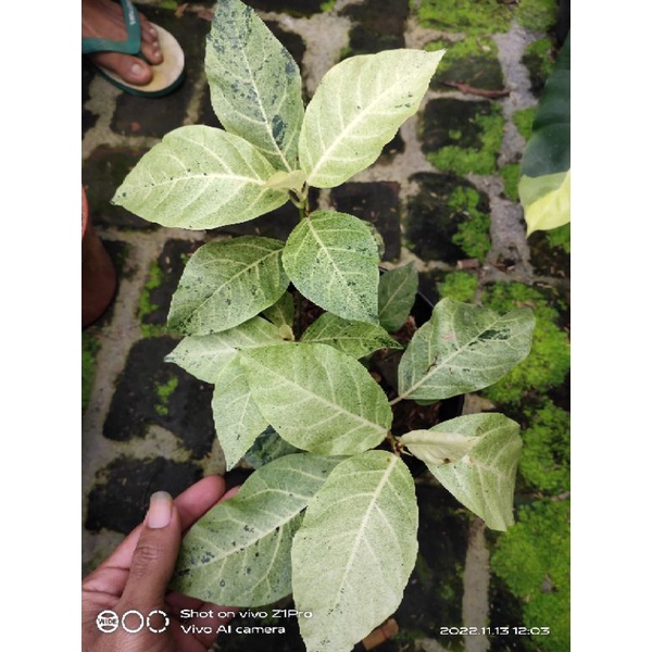 Jual awar awar varigata mint / ficus septica | Shopee Indonesia