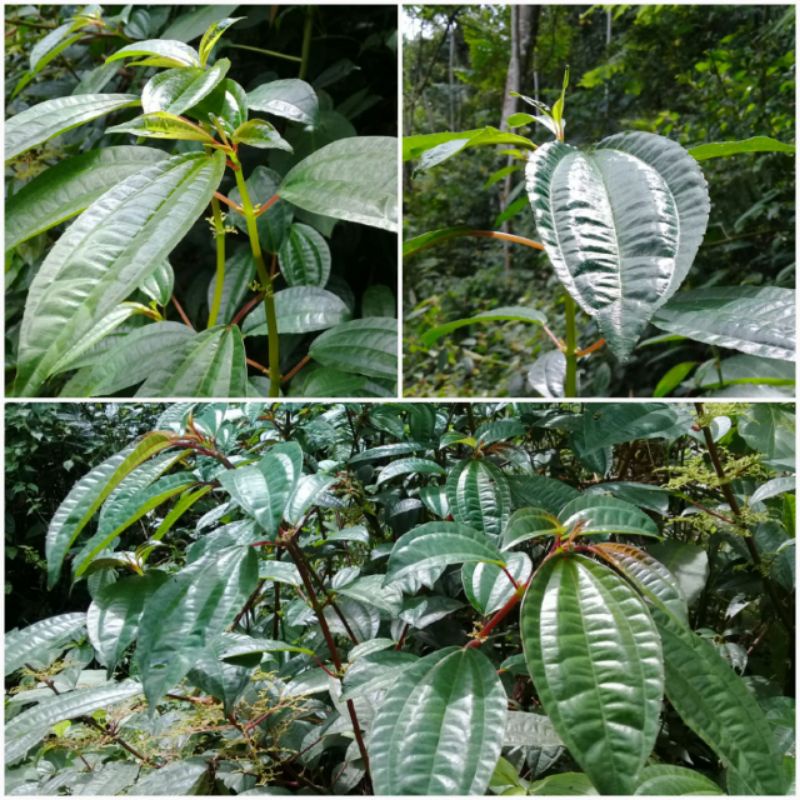 Jual Daun pohpohan gunung 100% organik 500 gram | Shopee Indonesia