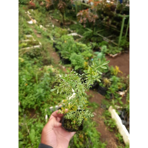 Jual Bibit Inggu, Tanaman Inggu, Daun Inggu | Shopee Indonesia