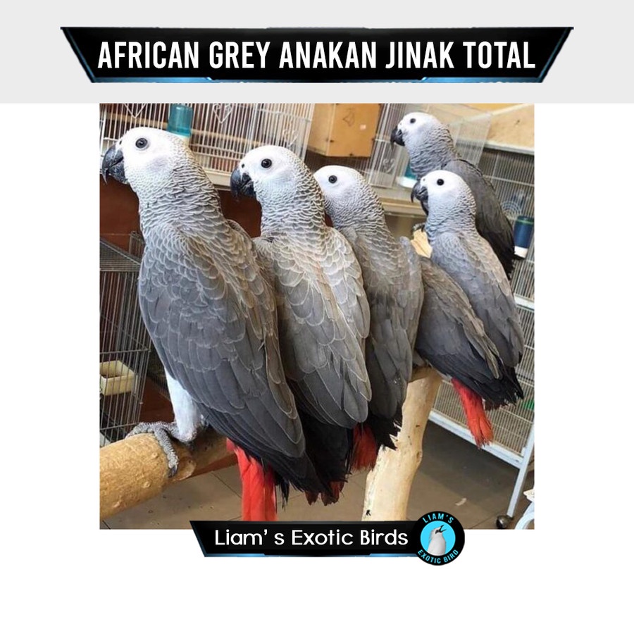 Jual Burung Af rican Grey Par rot Ana kan Jinak Total | Shopee Indonesia