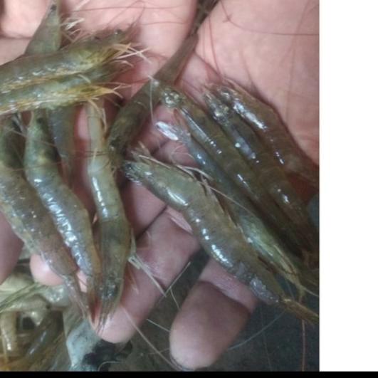 Jual udang api beku udang api frozen pakan ikan hias predator per kg ...