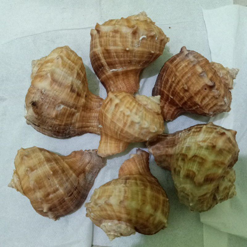 Jual CANGKANG KERANG RAPANA | Shopee Indonesia