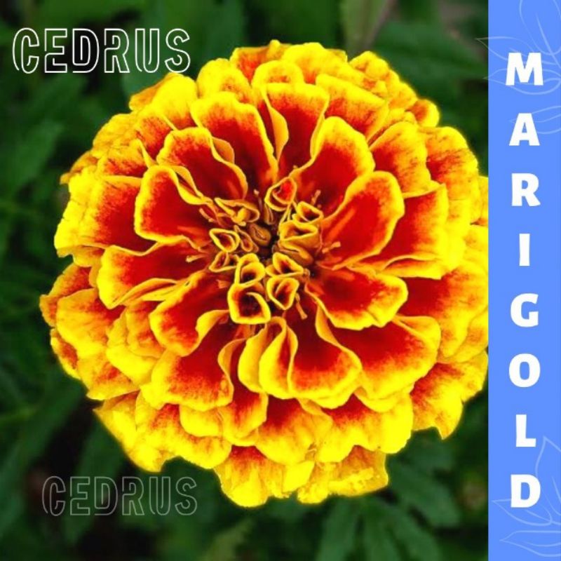 Jual Benih MARIGOLD FRENCH - Bibit Biji Bunga | Shopee Indonesia