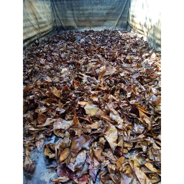 Jual DAUN TAPANG LAUT | Shopee Indonesia