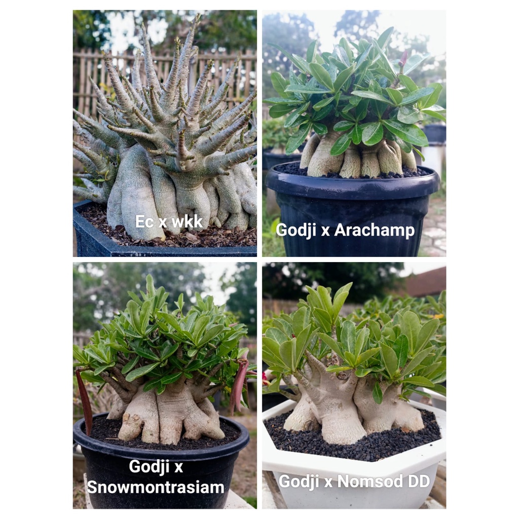 Jual Benih Biji Adenium Godji Nomsod Emerald Brecelet Arabikum Hibrid ...