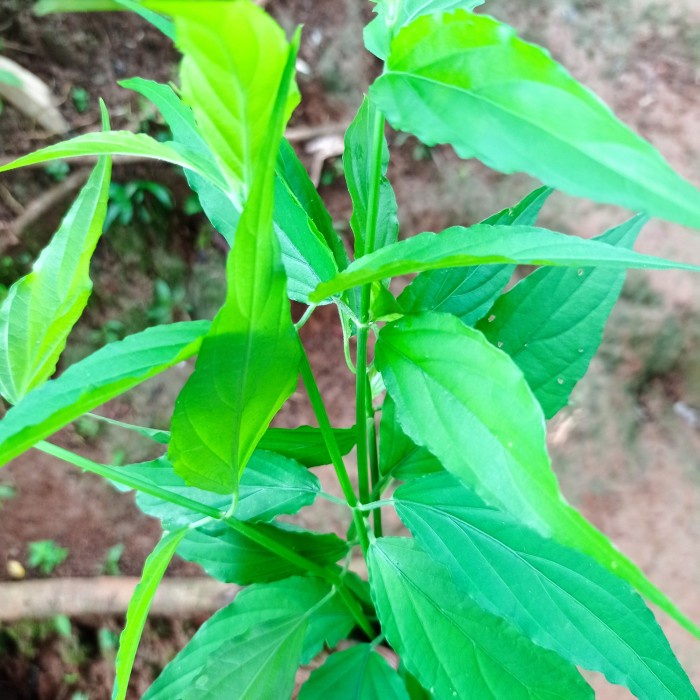 Jual daun dandang gendis /belalei Gajah | Shopee Indonesia