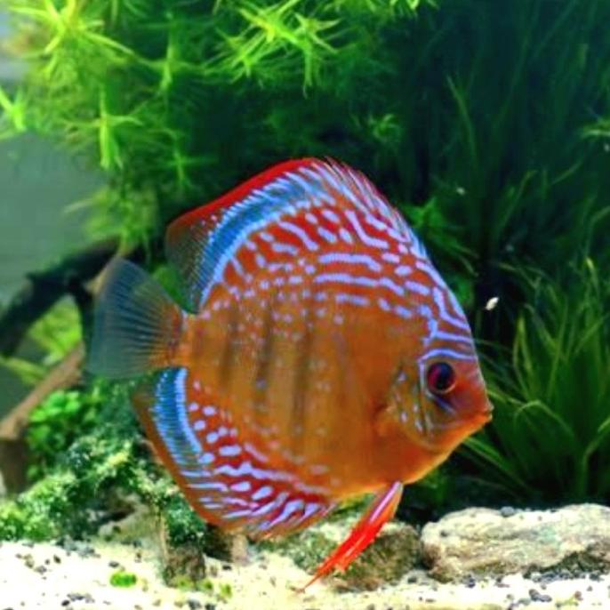 Jual Discus alenquer / alenquer discus / discus merah / discus coklat ...