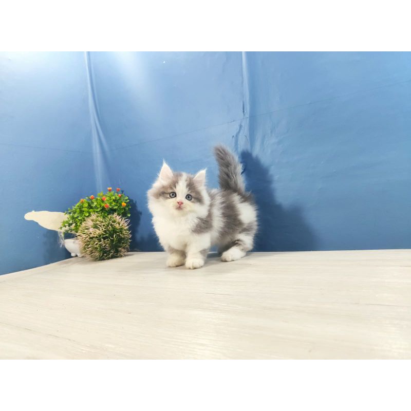 Jual kucing kitten ras munchkin cebol pendek | Shopee Indonesia