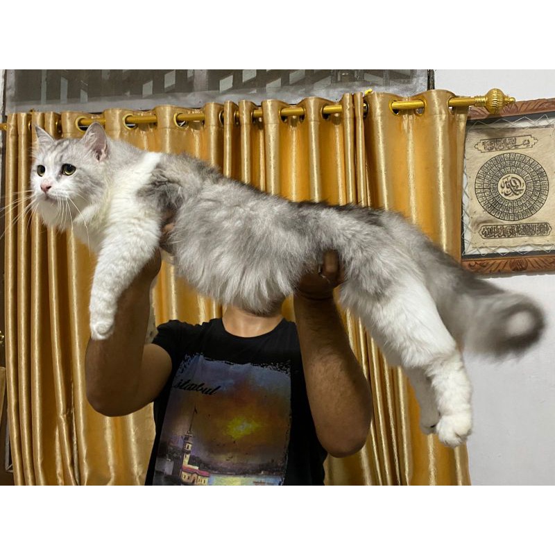 Jual kucing maine coon /mainecoon jantan ped | Shopee Indonesia
