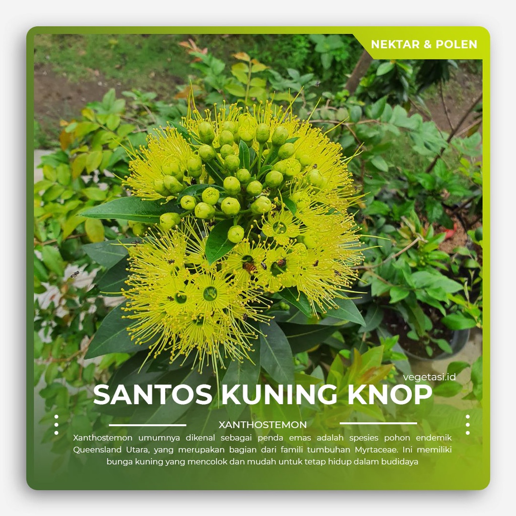 Jual Bibit Bunga Santos Lemon Kuning Knop Bunga pakan Klanceng | Shopee ...