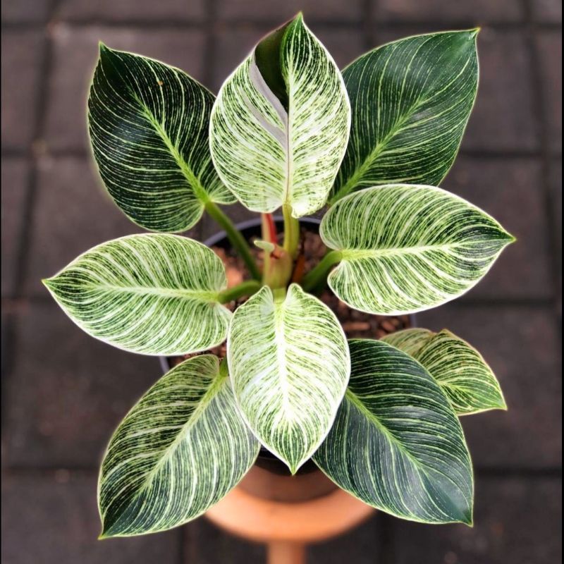 Jual Philo birkin ( tanaman hias philodendron birkin) /tanaman hias ...