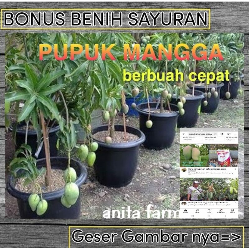 Jual Pupuk Mangga Agar Cepat Berbuah Bunga Buah Singkat dan Lebat ...
