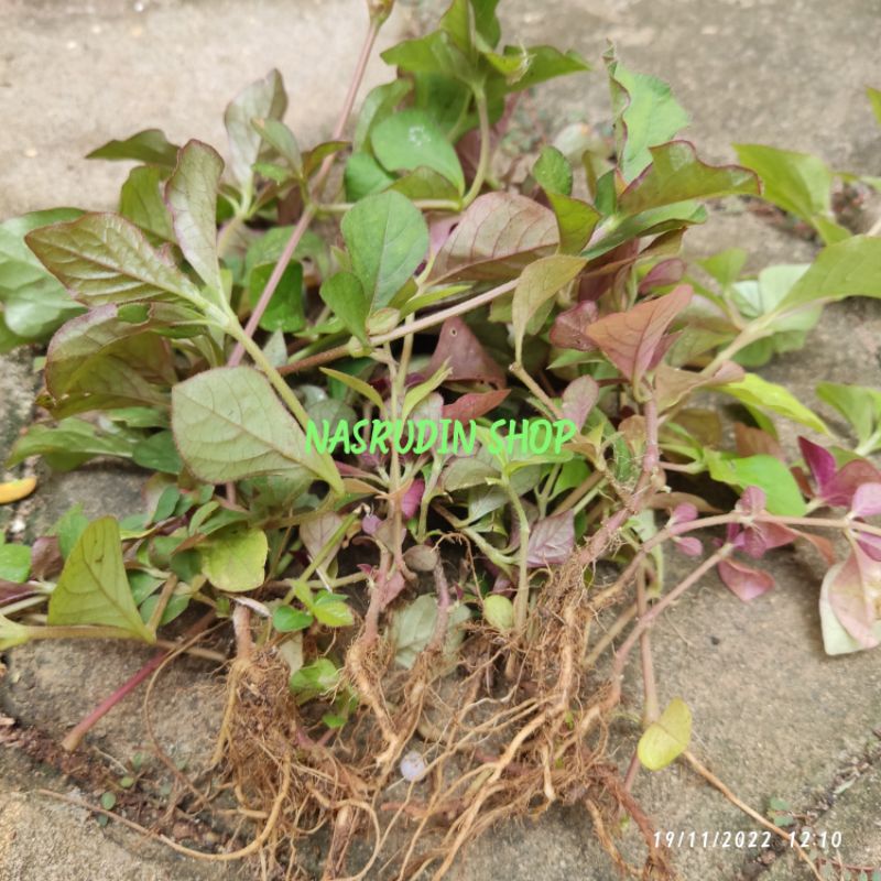 Jual BIBIT BAYAM PASIR 20 BATANG/POHON | BIBIT DAUN BAYAM PASIR SEGAR ...