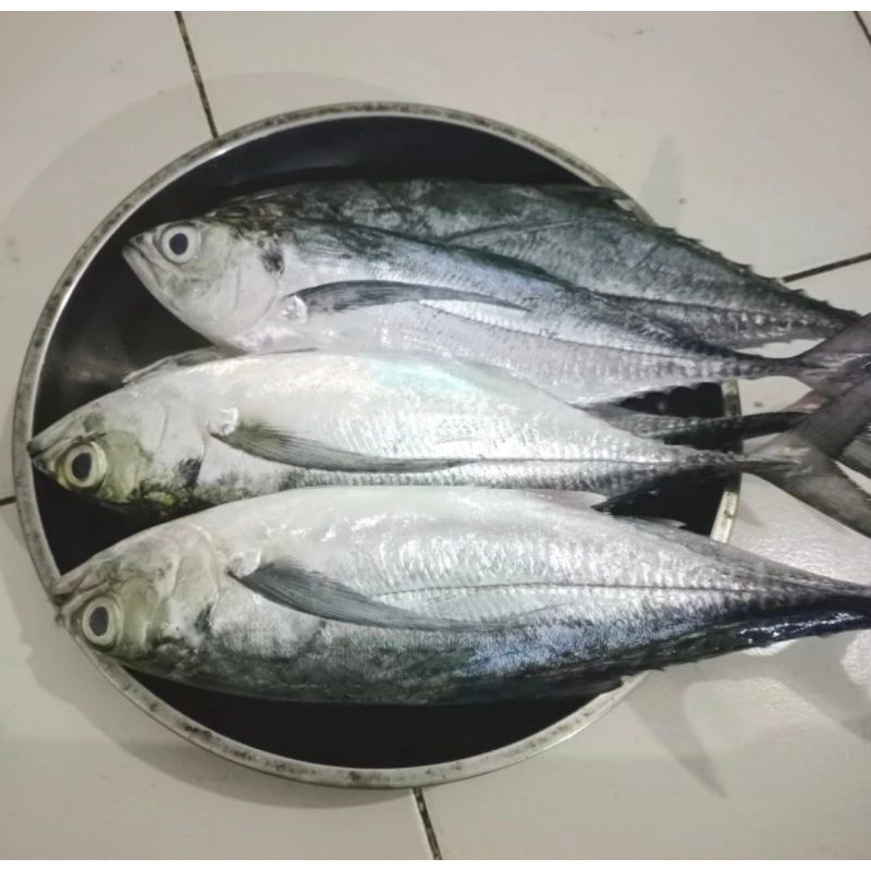 Jual IKAN TENGKEK SEGAR 1KG | Shopee Indonesia
