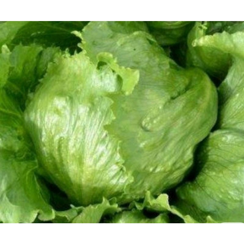 Jual Benih SELADA HEAD LETTUCE selada krop GENERAL isi 50 biji | Shopee ...