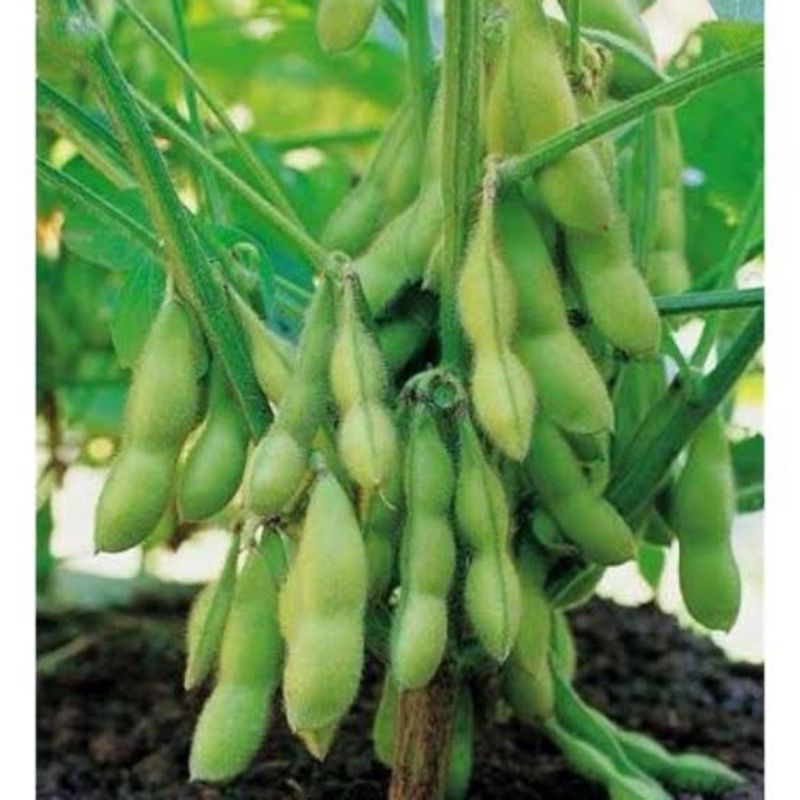 Jual 5 Biji - Benih Kedelai Edamame Ryoko 75 Super Kacang Jepang Unggul ...
