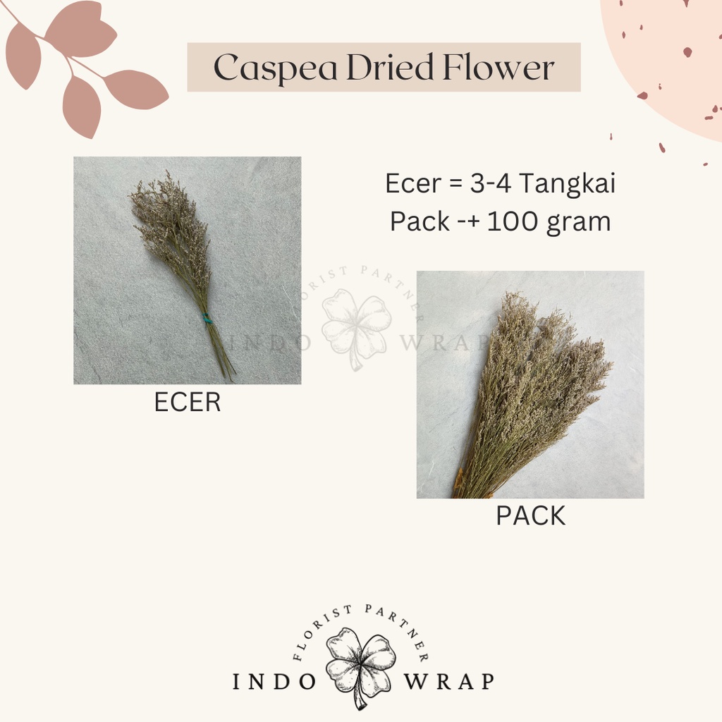 Jual CASPEA BUNGA KERING DRIED FLOWER ECER PANJANG 15-20CM | Shopee ...